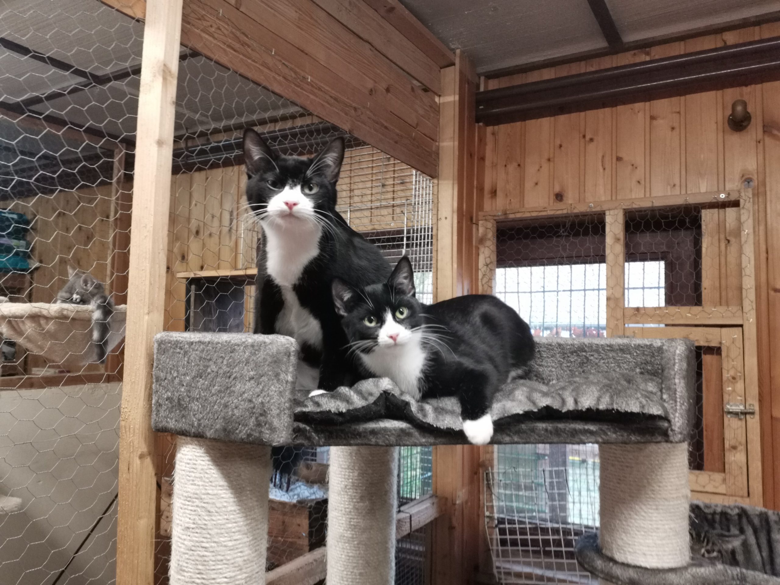 Tiervermittlung Katzen - Tierschutz