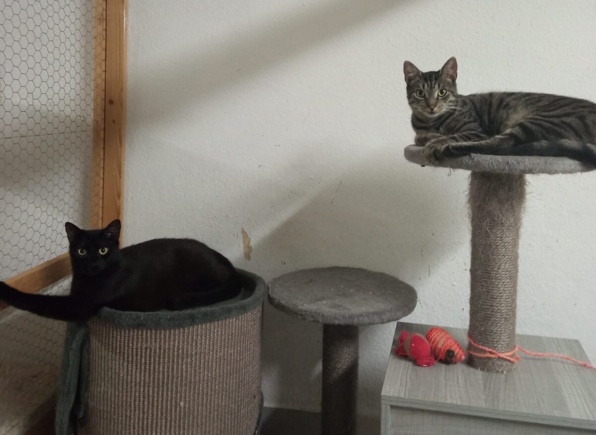 Tiervermittlung Katzen - Tierschutz