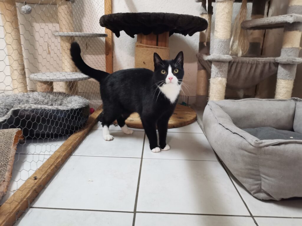 Tiervermittlung Katzen - Tierschutz