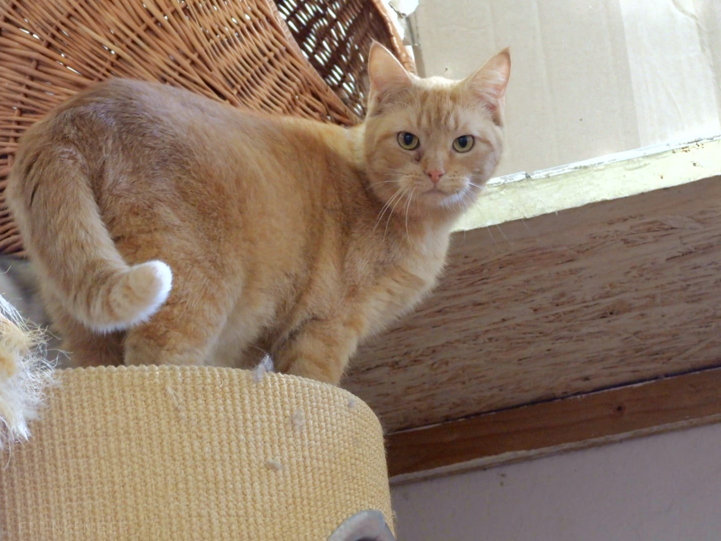 Tiervermittlung Katzen - Tierschutz