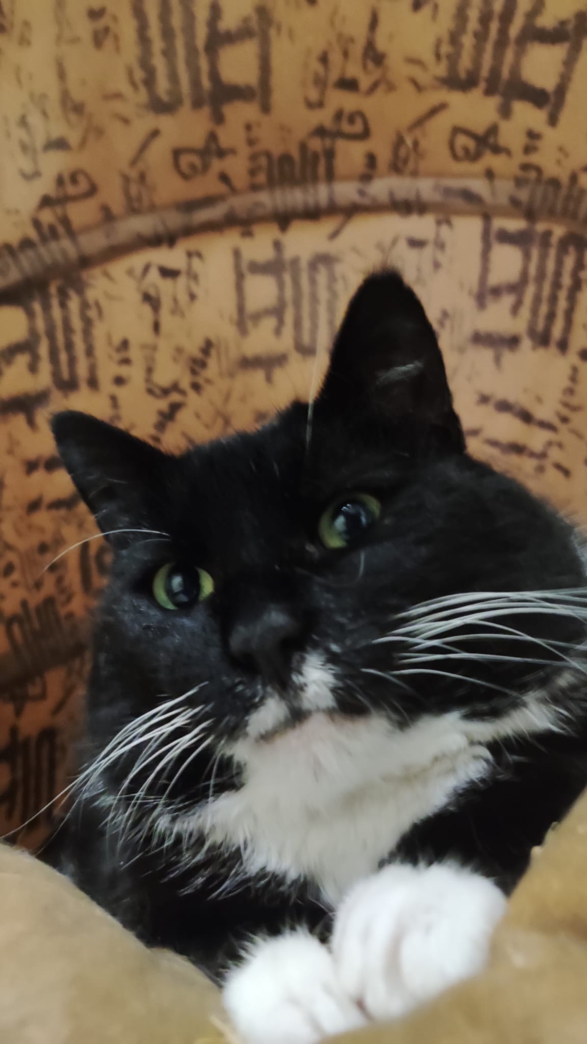 Tiervermittlung Katzen - Tierschutz